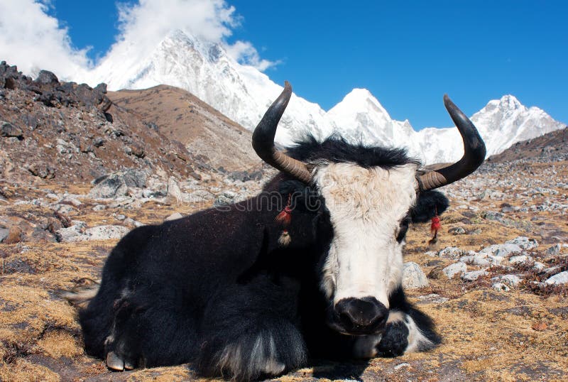 Yak in Nepal stock image. Image of incredible, nepal - 12689479