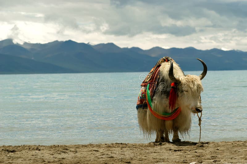 Yak stock photo. Image of animals, mammals, wildlife, mammal - 267838