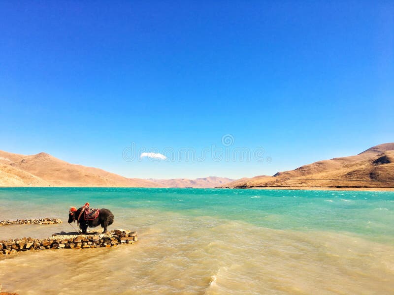 Yak on the lake side stock photo. Image of lake, tibet - 272838046