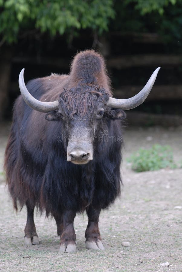 Yak stock photo. Image of adult, calf, mammal, nature - 43860676