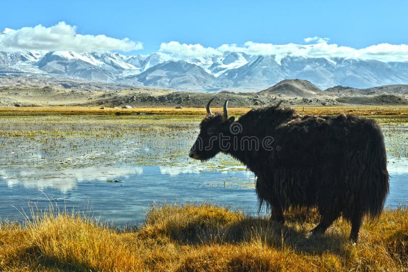 The yak near Karakul lake stock image. Image of inverted - 61220133