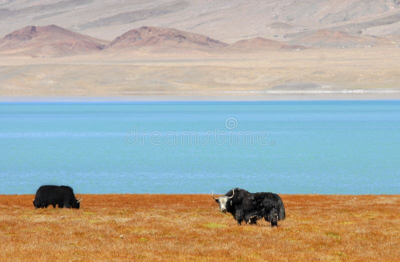 Yak near the lake stock photo. Image of golden, background - 14034504
