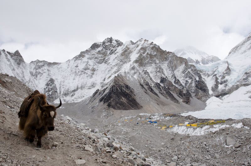 Yak beside a Beautiful Lake in Himalaya Stock Photo - Image of asia ...