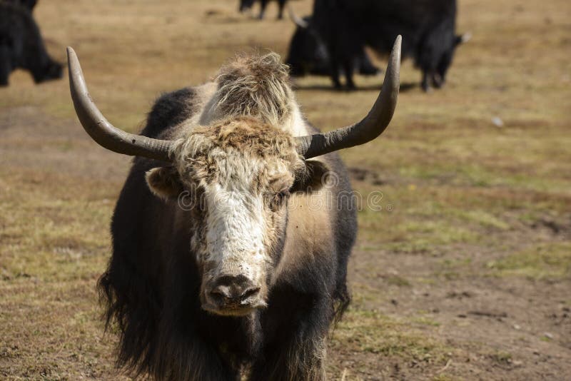 Yak stock photo. Image of grass, sichuan, tibet, domestic - 46294806