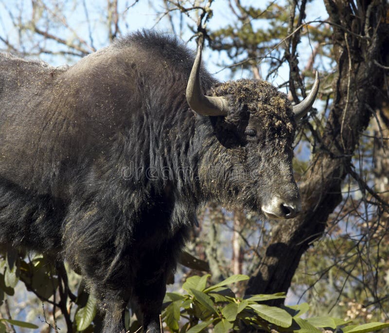 A Yak in the Himalayas - Bhutan Stock Image - Image of travel, standing ...