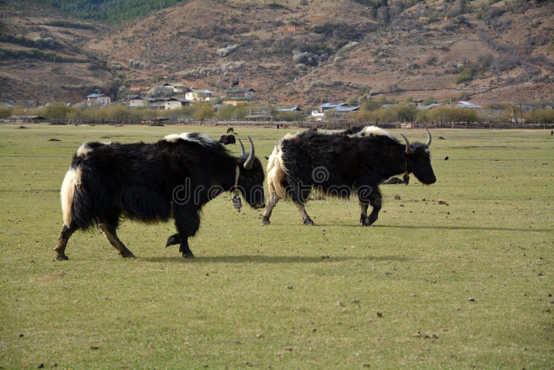 Yak running stock photo. Image of field, sheep, feed - 43011804