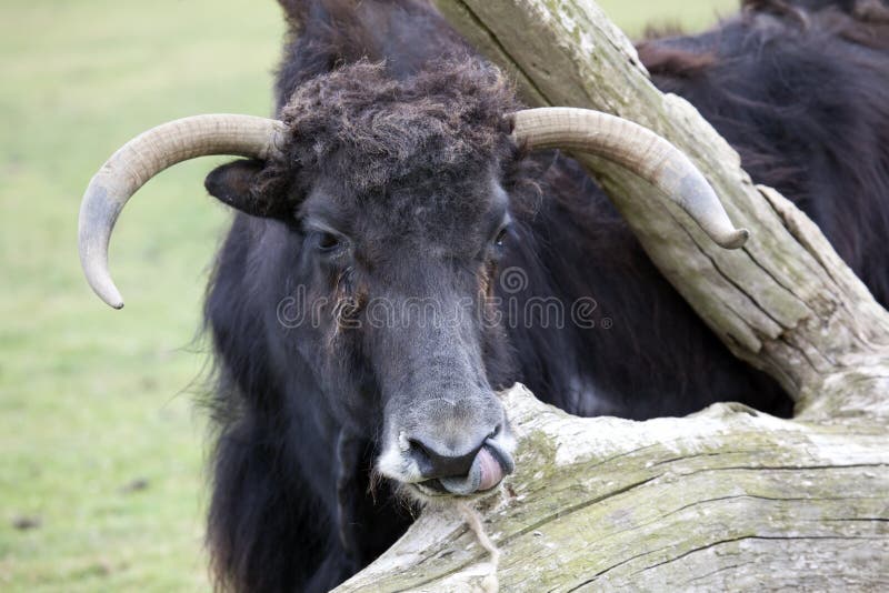 Yak stock photo. Image of zoology, fauna, quadruped, horns - 57063872