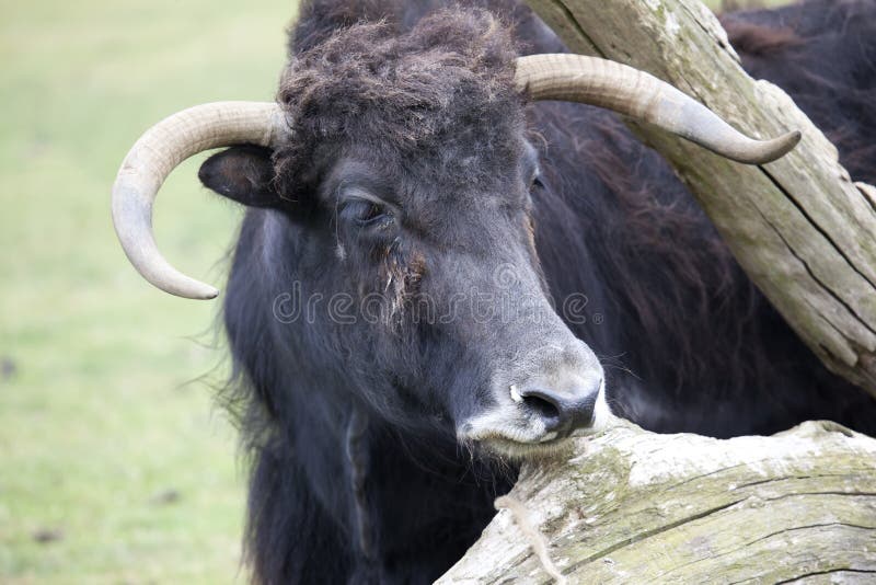 Yak stock image. Image of grunniens, quadruped, herbivore - 57064055