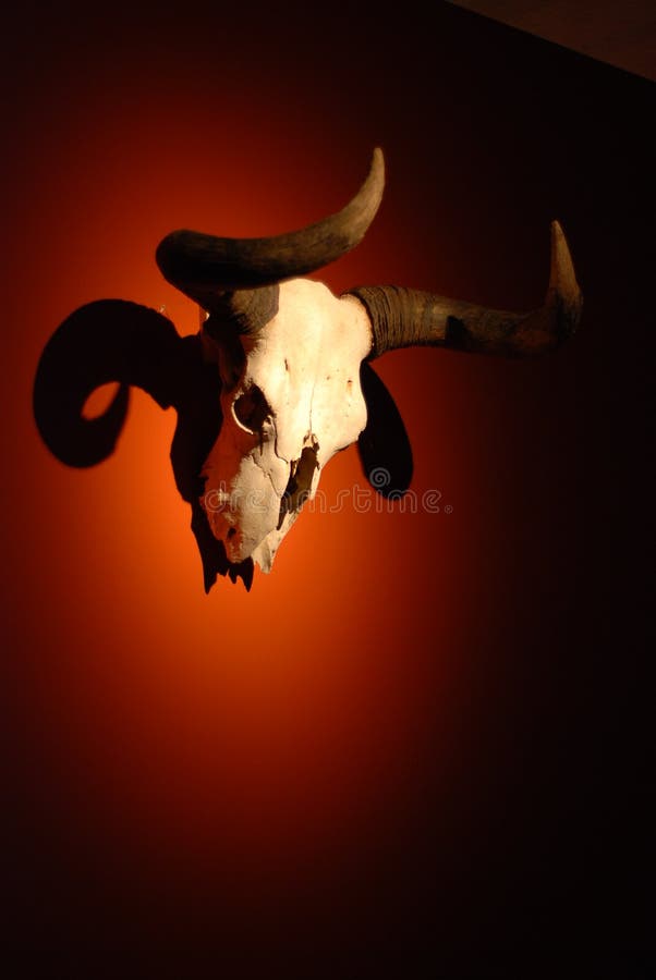 Yak Skull Picture. Image: 8327324