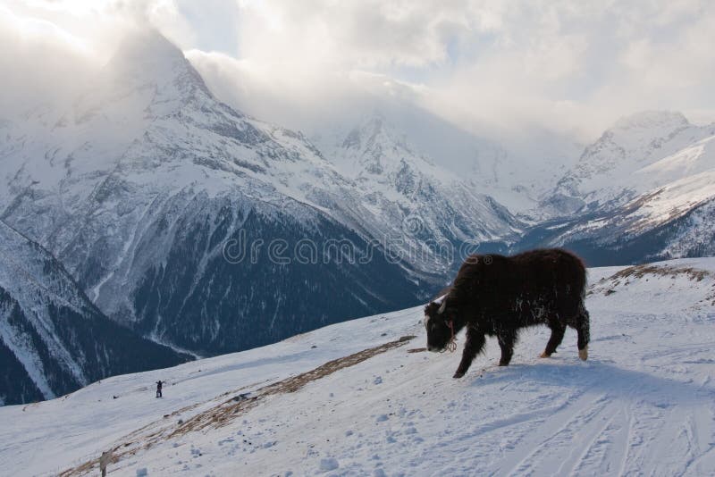 Yaks stock image. Image of achievement, climber, climb - 17682523