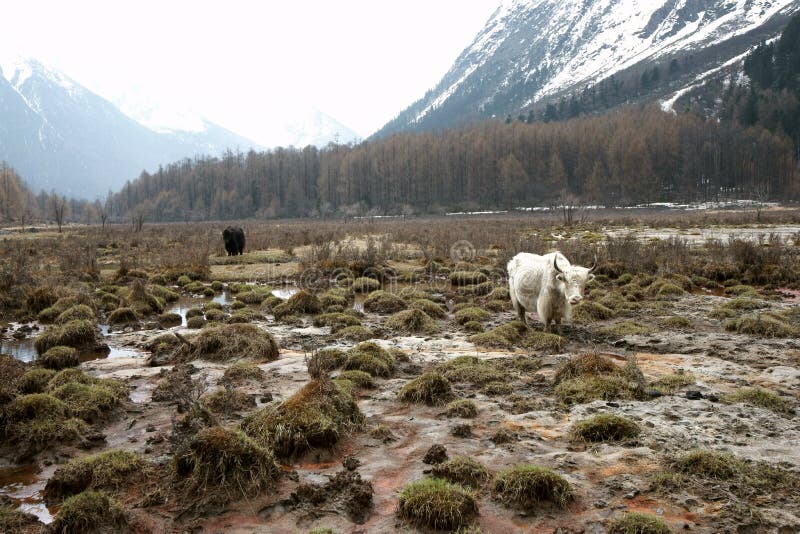 Yak with snow mountain stock photo. Image of peaker, husbandry - 19400070