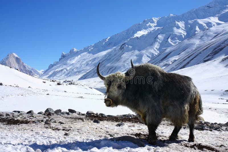 Yak in snowy himalayas stock photo. Image of livestock - 9132776