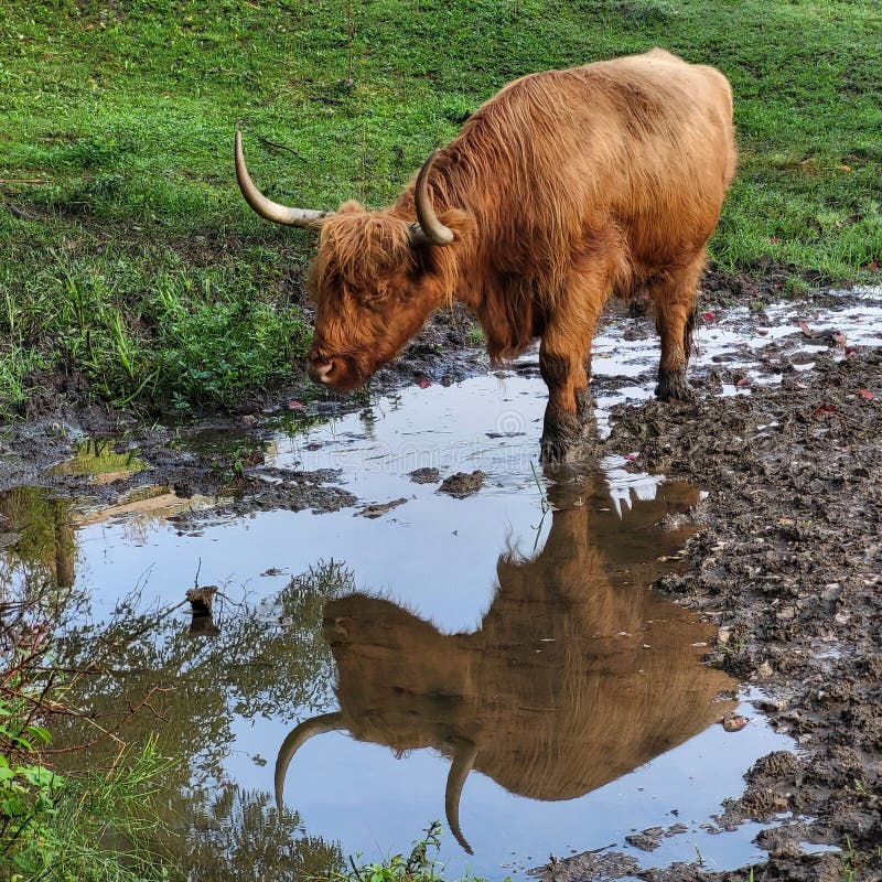 A Yak Standing in the Mud by Itself in a Field Stock Photo - Image of ...