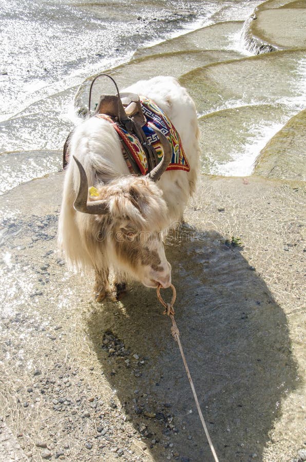 Yak standing in the water stock photo. Image of saddle - 97231764