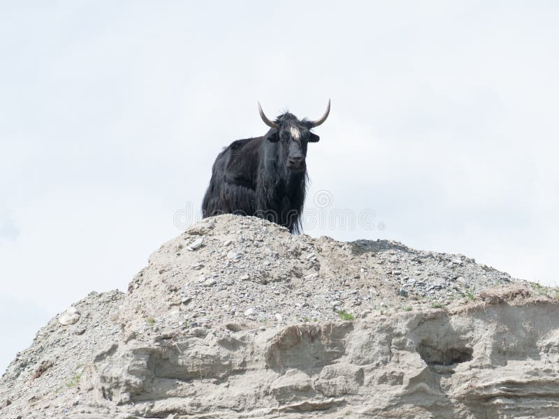Big Yak stock photo. Image of valley, india, nubra - 84670656