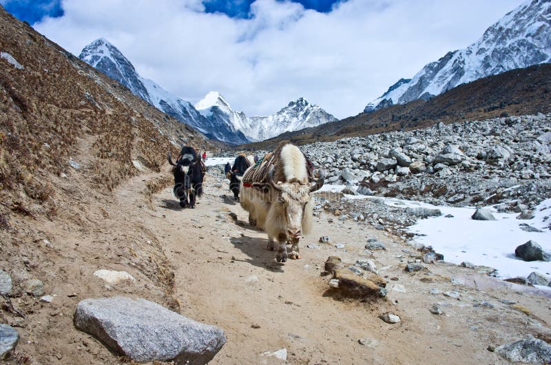 Yak on the Trail Near Everest Base Camp, Nepal Stock Photo - Image of ...