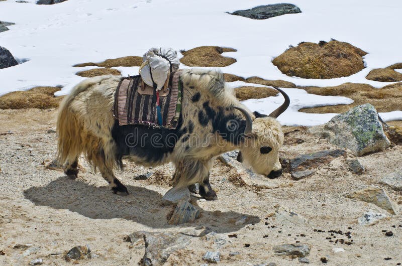 Yak on the Trail Near Everest Base Camp, Nepal Stock Image - Image of ...