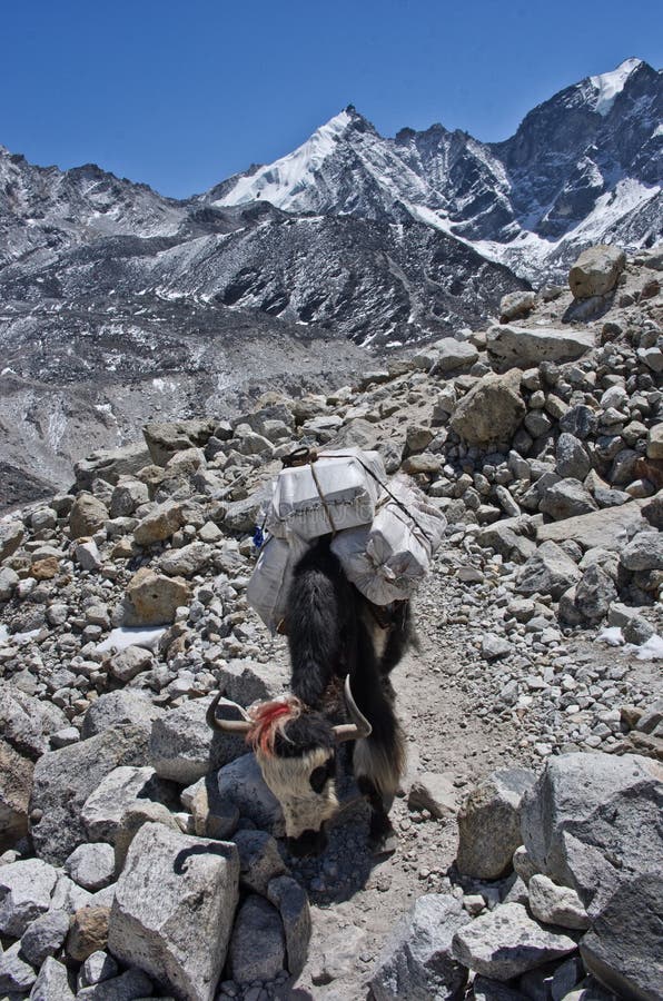 Yak on the Trail Near Everest Base Camp, Nepal Stock Photo - Image of ...