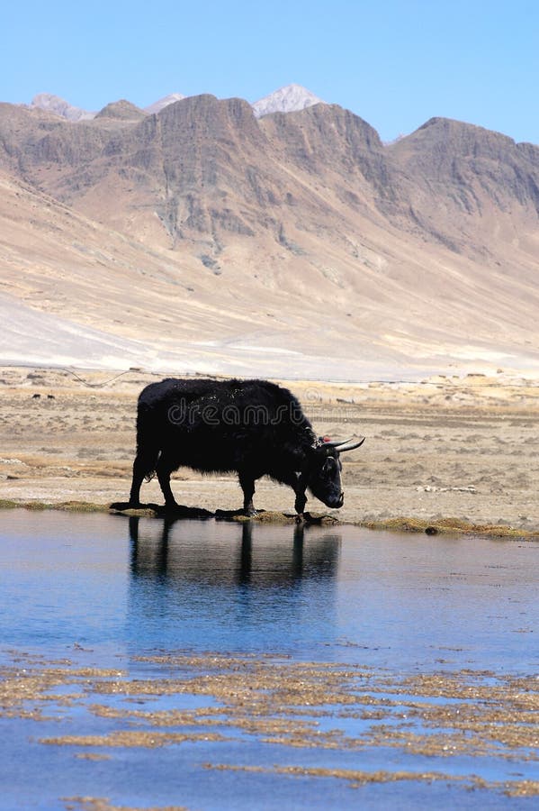 Yak at waters stock image. Image of tibet, water, lake - 12488471
