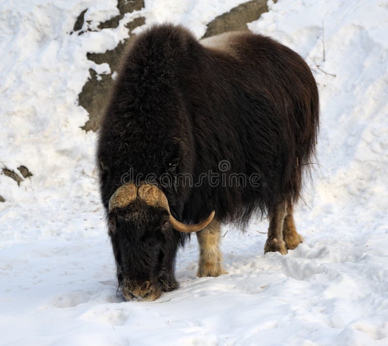 1,421 Yak Winter Stock Photos - Free & Royalty-Free Stock Photos from ...