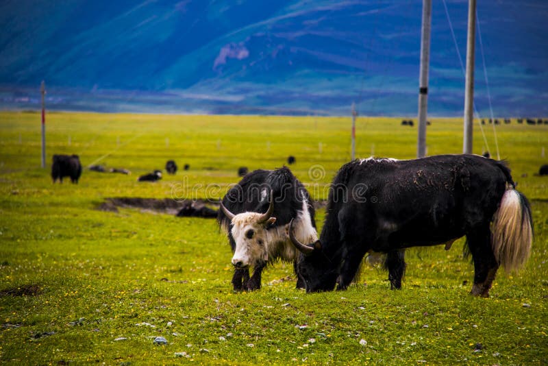 Yaks Eating and Laying in the Sun Stock Photo - Image of snow, rocks ...