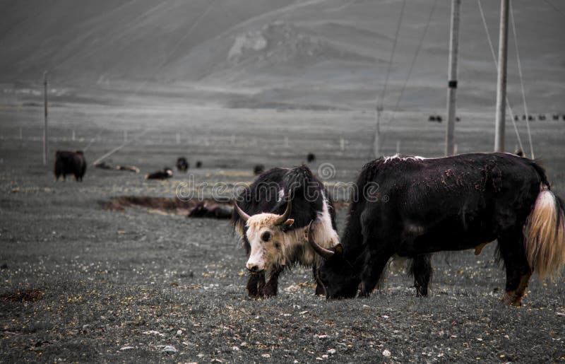 Yak stock photo. Image of nrh77, rock, mountains, prairie - 97331700