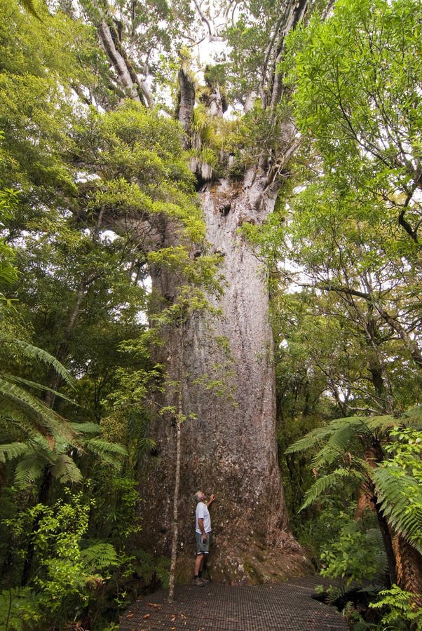 Yakas - Grande árvore Do Kauri Foto de Stock - Imagem de velho, idade: 18192388