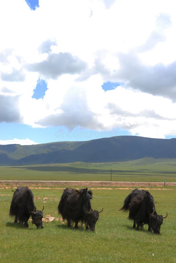 The yakes stock photo. Image of beautiful, white, animal - 6973338