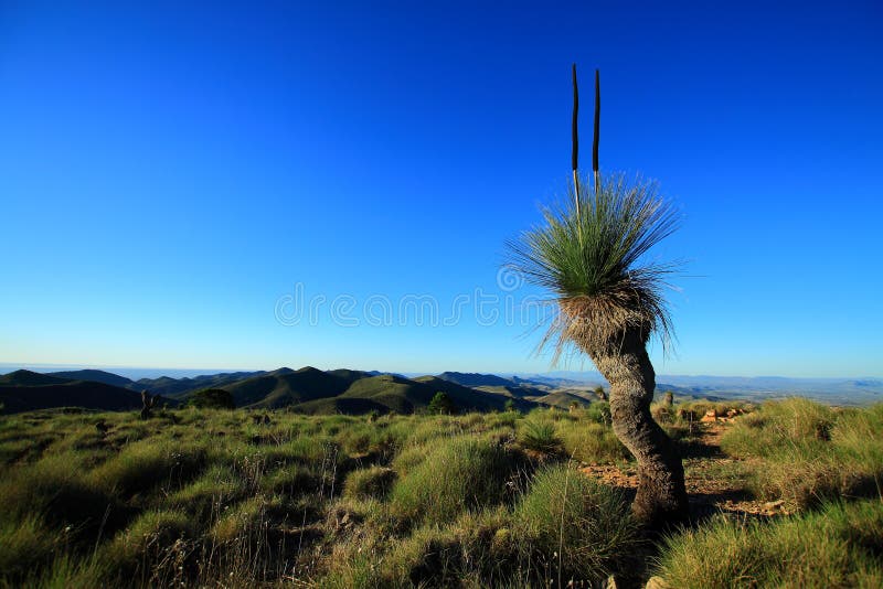 Yakka bush stock photo. Image of park, horizon, outback - 22083744