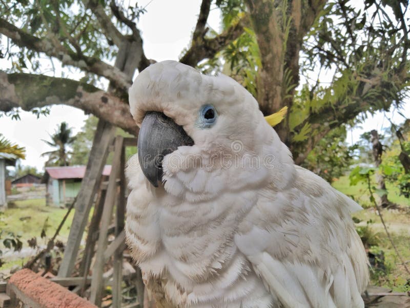 This is a Yakob Bird, this Type of Bird is Now Protected. Stock Photo ...