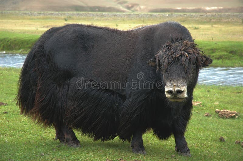 Yaks image stock. Image du bétail, vache, mammifère, ferme - 7136127