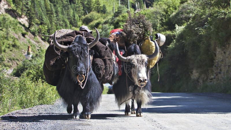 Family of Yaks during the Trekking To the Everest Base Camp, Solukhumbu ...