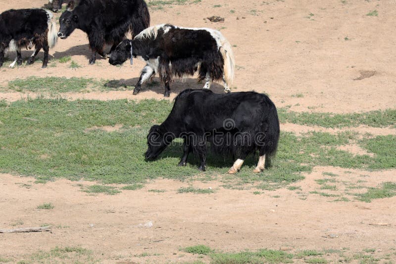 Yaks Grazing in the Mongolian Steppe Stock Photo - Image of wild ...