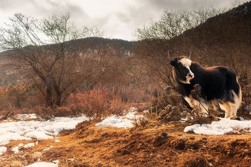 Yaks in Shika Snow Mountain in Yunnan, China Stock Photo - Image of ...