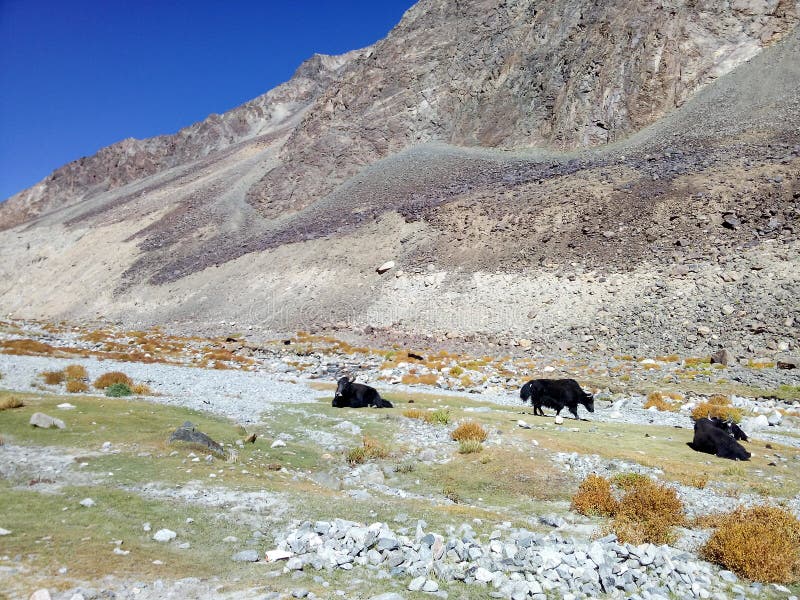 Yaks stock photo. Image of mammals, grass, rocks, yaks - 52634964