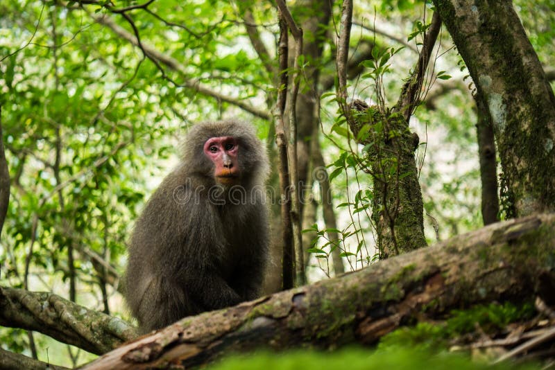 Yaku macaque stock photo. Image of isolate, yakushima - 71700012