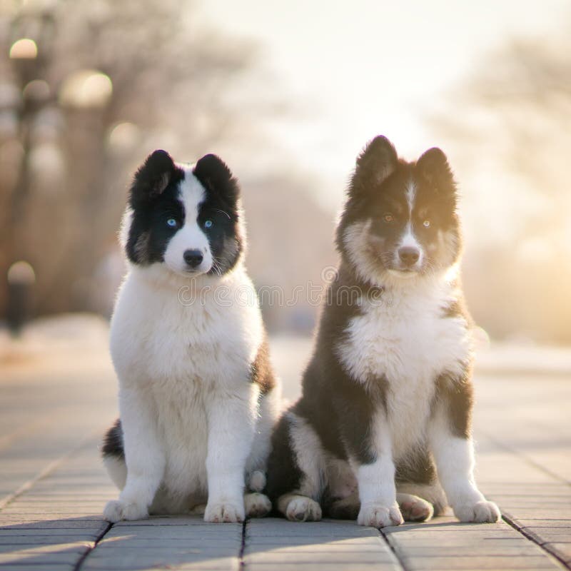 Expediente De Cachorro De Yakutia Laika Foto de archivo - Imagen de ...
