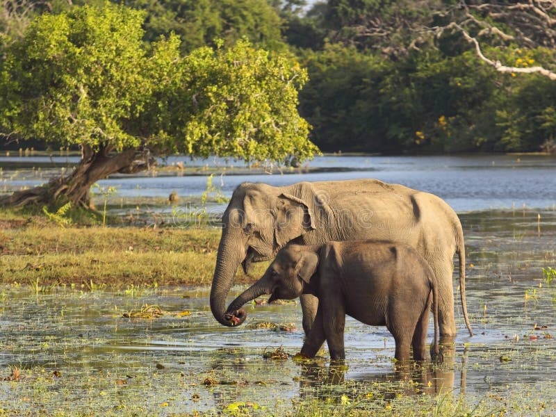 Yala elephants stock image. Image of large, nature, lanka - 13292759