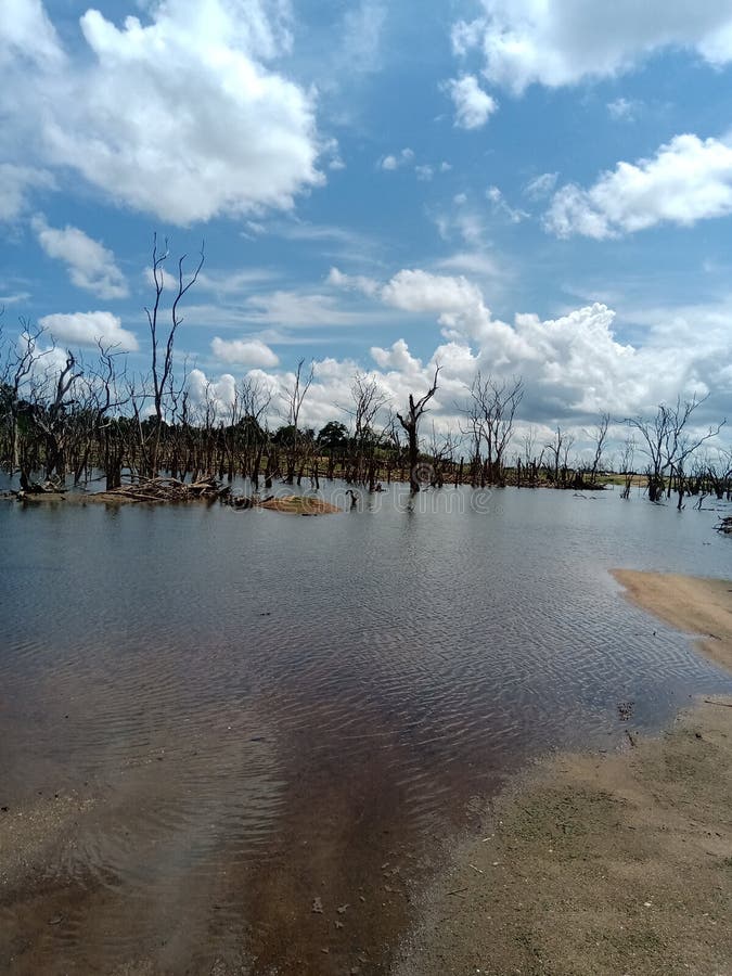 Yala national park stock image. Image of lake, reflection - 251188053