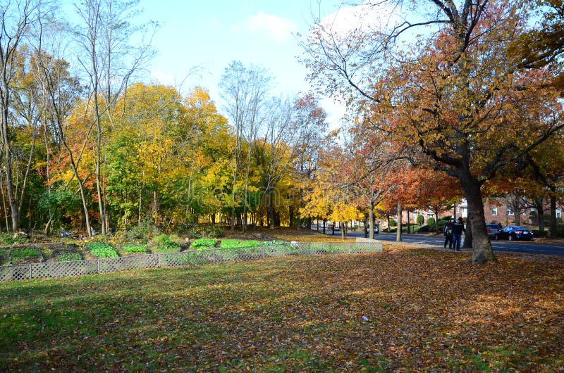 Yale Campus street in Fall editorial stock image. Image of class ...