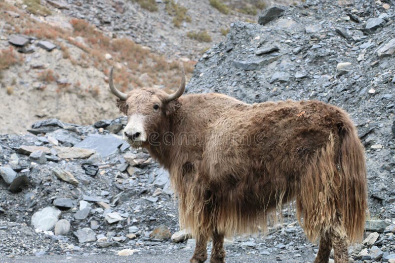 Yalk stock image. Image of forest, wild, animal, yalk - 80197969