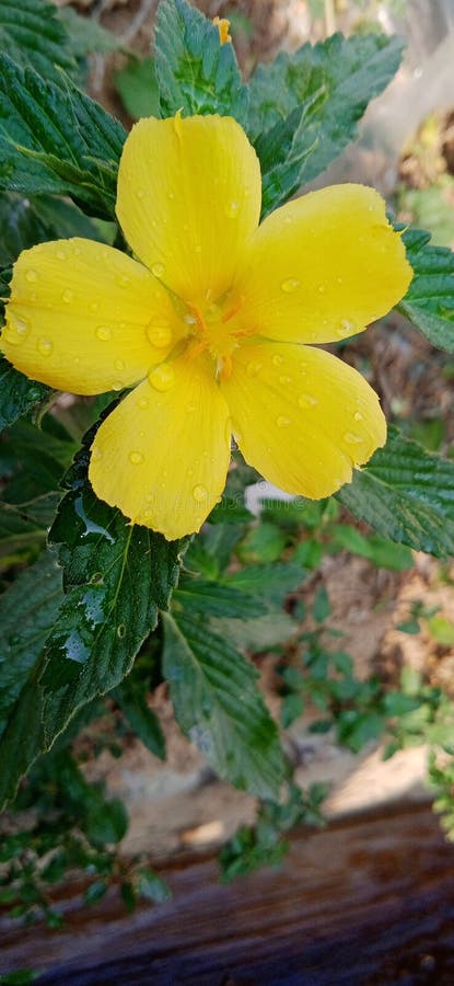 Yallow ðŸŒºðŸŒºðŸŒº flower stock image. Image of flwer - 242514971