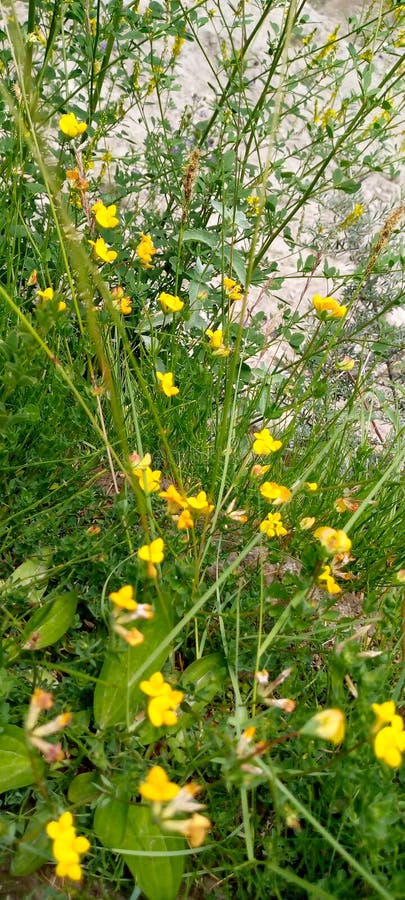 1,398 Yellow Followers Stock Photos - Free & Royalty-Free Stock Photos ...