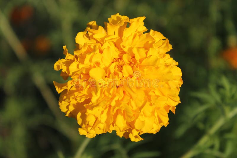 Mirigold Flower Stock Photos - Free & Royalty-Free Stock Photos from ...