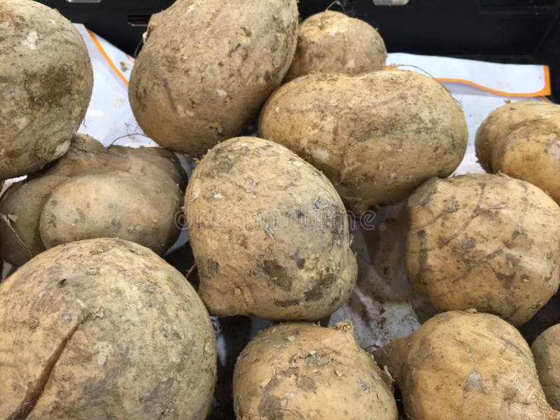 Yam bean stock photo. Image of vine, vegetables, tropical - 57805810