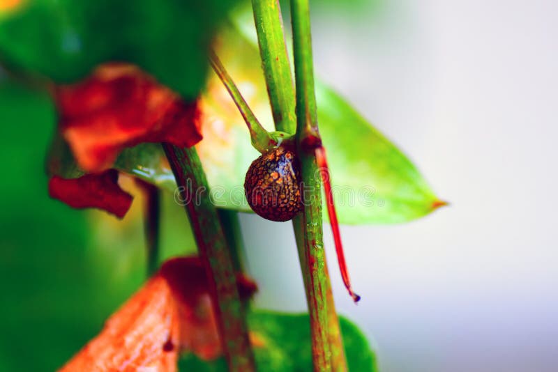Yam bulblets in Japan. stock image. Image of macro, organic - 100945883