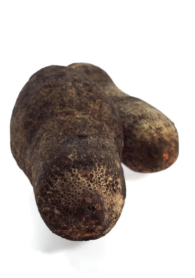 YAM Dioscorea Sp AGAINST WHITE BACKGROUND Stock Photo - Image of ...