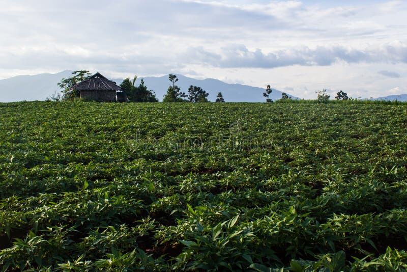 Yam field stock photo. Image of countryside, environmental - 40283816