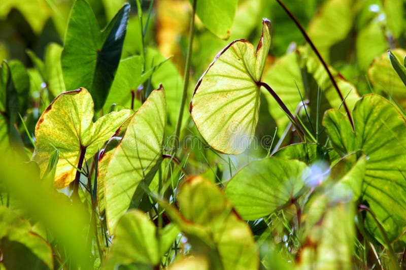 Yam fields stock image. Image of trees, plants, green - 2340909