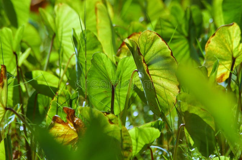 Yam fields stock image. Image of gardens, trees, plants - 2340911